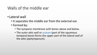 EAR-ANATOMY , anatomy of ear in human notes by Rahul | PDF