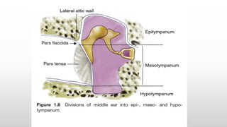 EAR-ANATOMY , anatomy of ear in human notes by Rahul | PDF