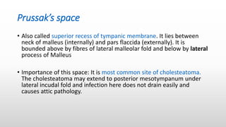 EAR-ANATOMY , anatomy of ear in human notes by Rahul | PDF