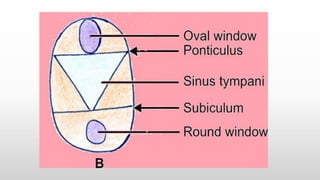 EAR-ANATOMY , anatomy of ear in human notes by Rahul | PDF