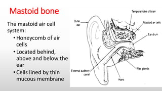 EAR-ANATOMY , anatomy of ear in human notes by Rahul | PDF