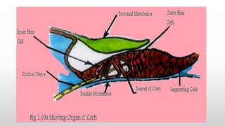 EAR-ANATOMY , anatomy of ear in human notes by Rahul | PDF