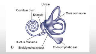 EAR-ANATOMY , anatomy of ear in human notes by Rahul | PDF