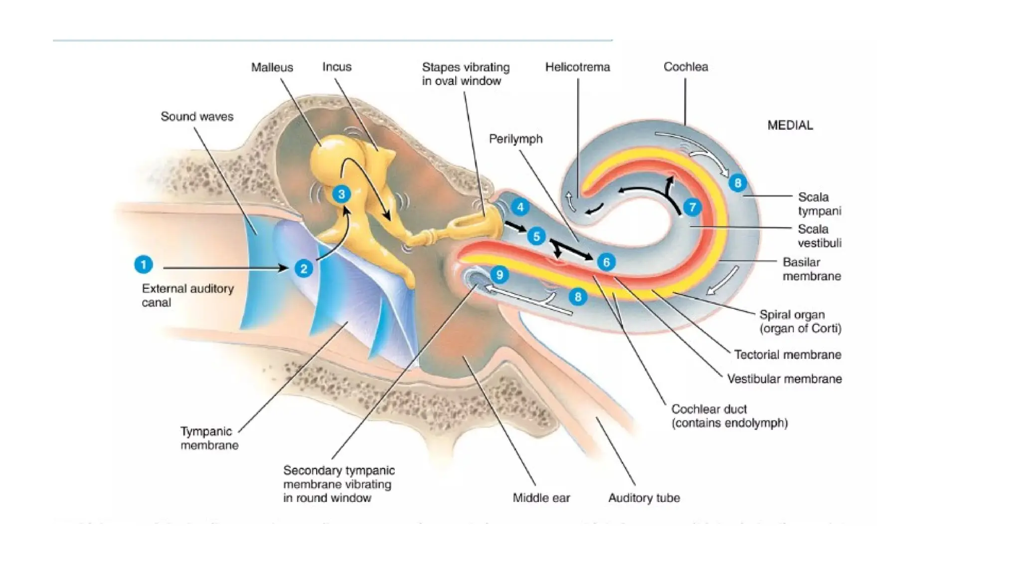 Understanding Ear Anatomy and Physiology: Structure, Function, and the Role of the Outer, Middle ...