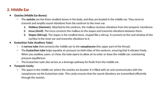 Understanding Ear Anatomy and Physiology: Structure, Function, and the ...