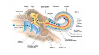 Understanding Ear Anatomy and Physiology: Structure, Function, and the ...