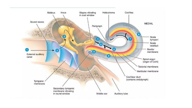 Understanding Ear Anatomy and Physiology: Structure, Function, and the ...