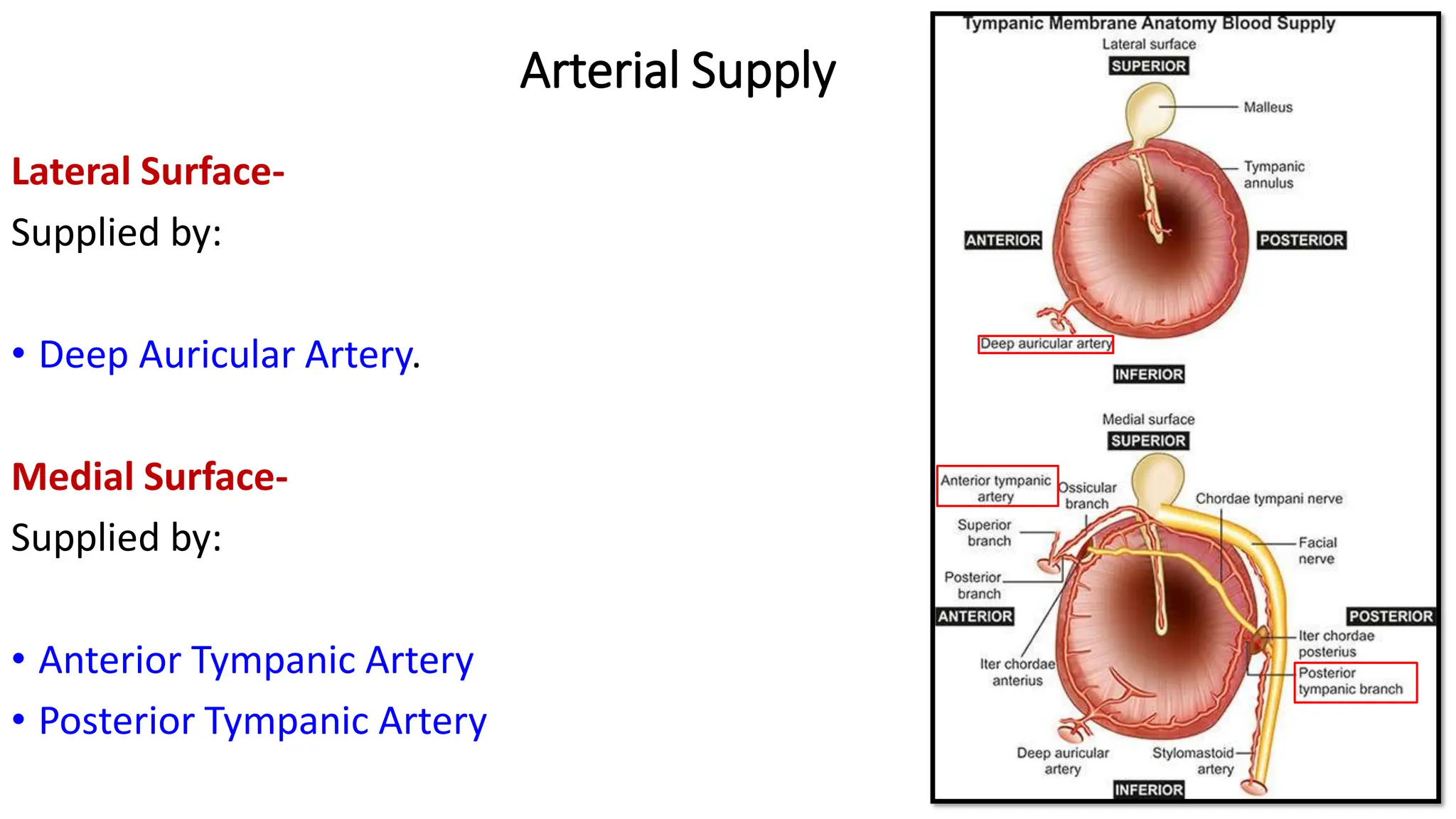 anatomi telinga- materi THT-KL- anatomi.pdf