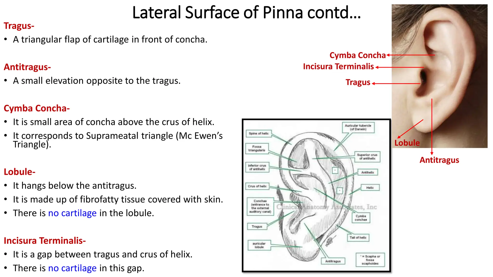anatomi telinga- materi THT-KL- anatomi.pdf