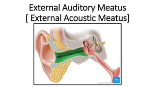 anatomi telinga- materi THT-KL- anatomi.pdf