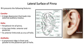 anatomi telinga- materi THT-KL- anatomi.pdf