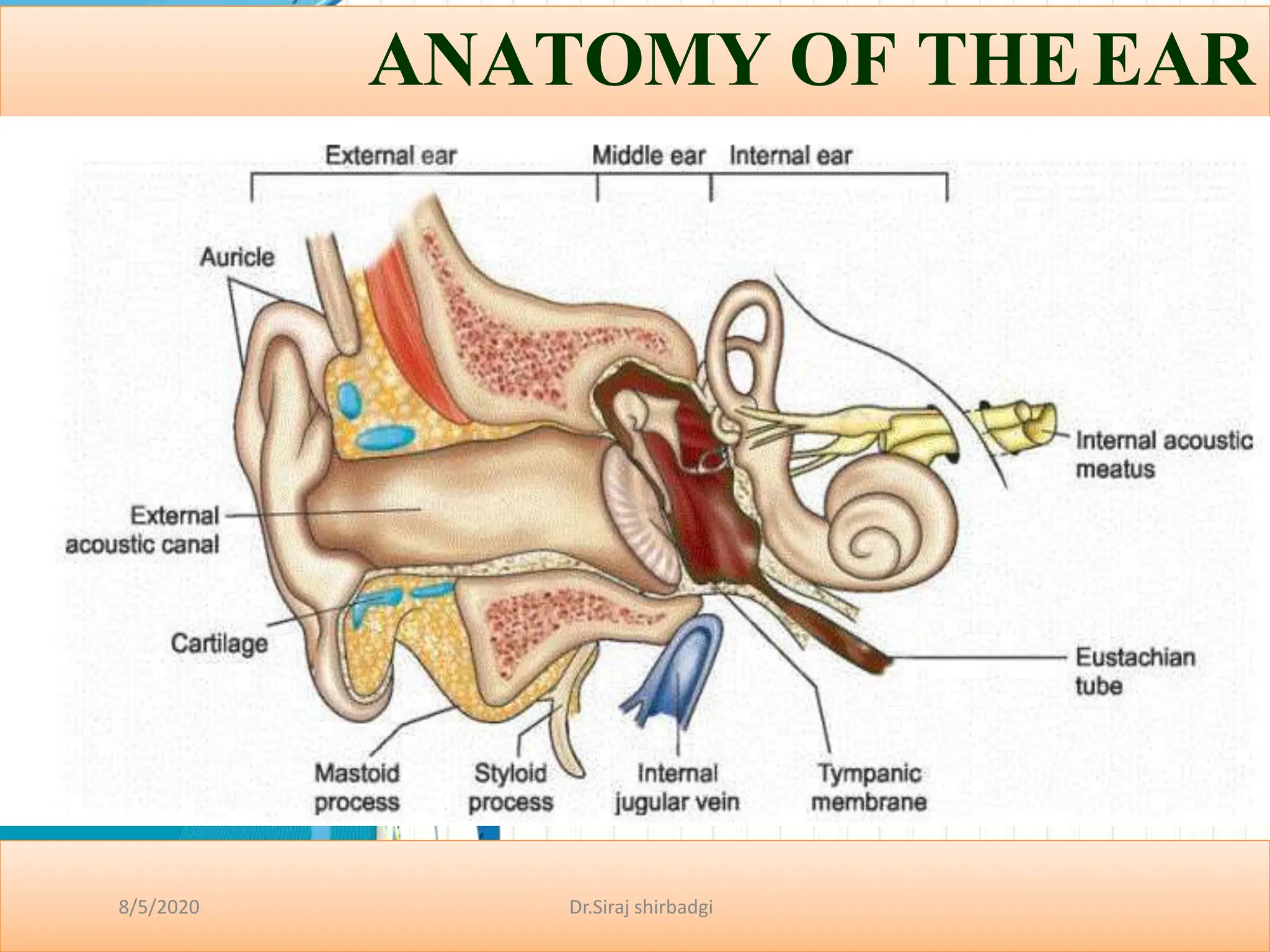 ear anatomy external middle and inner.pptx