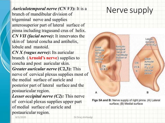 ear anatomy external middle and inner.pptx