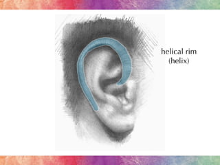 Ear Anatomy PPT Test | PPT