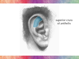 Ear Anatomy PPT Test | PPT