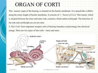 earanatomy-190219150351.pdf