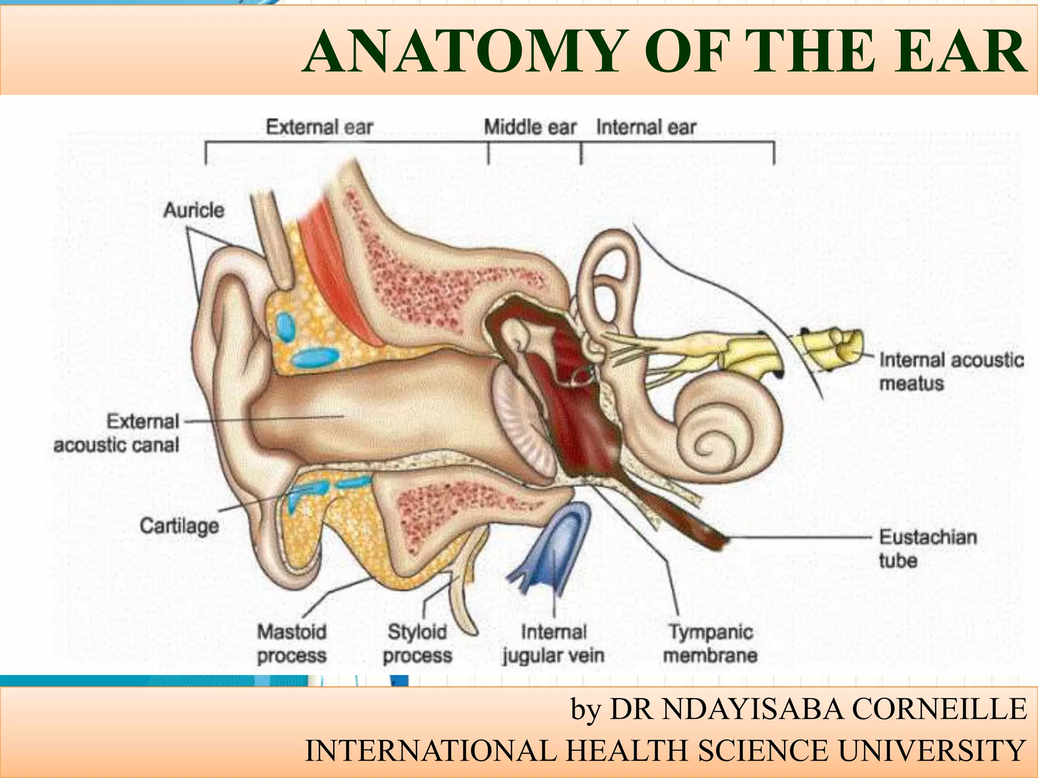Anatomy Of The Ear Ppt 0914 Anatomy Of Cochlea Of Human Ear Medical