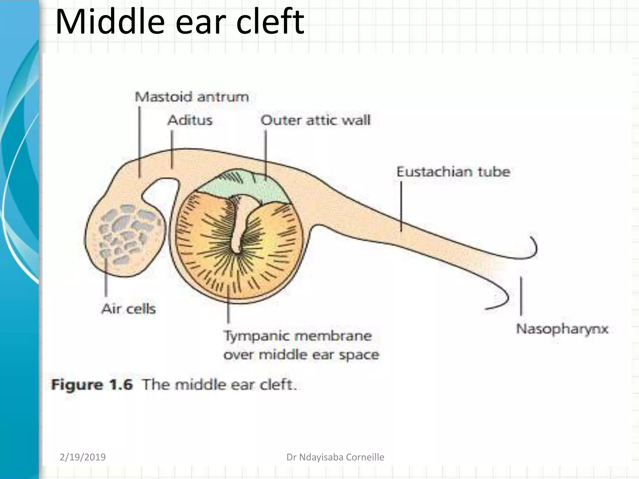 Ear Anatomy | PPTX