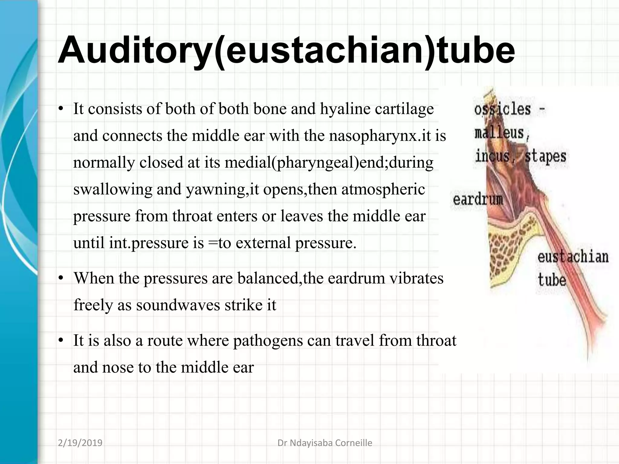 Ear Anatomy | PPTX