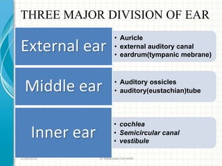 Ear Anatomy | PPTX