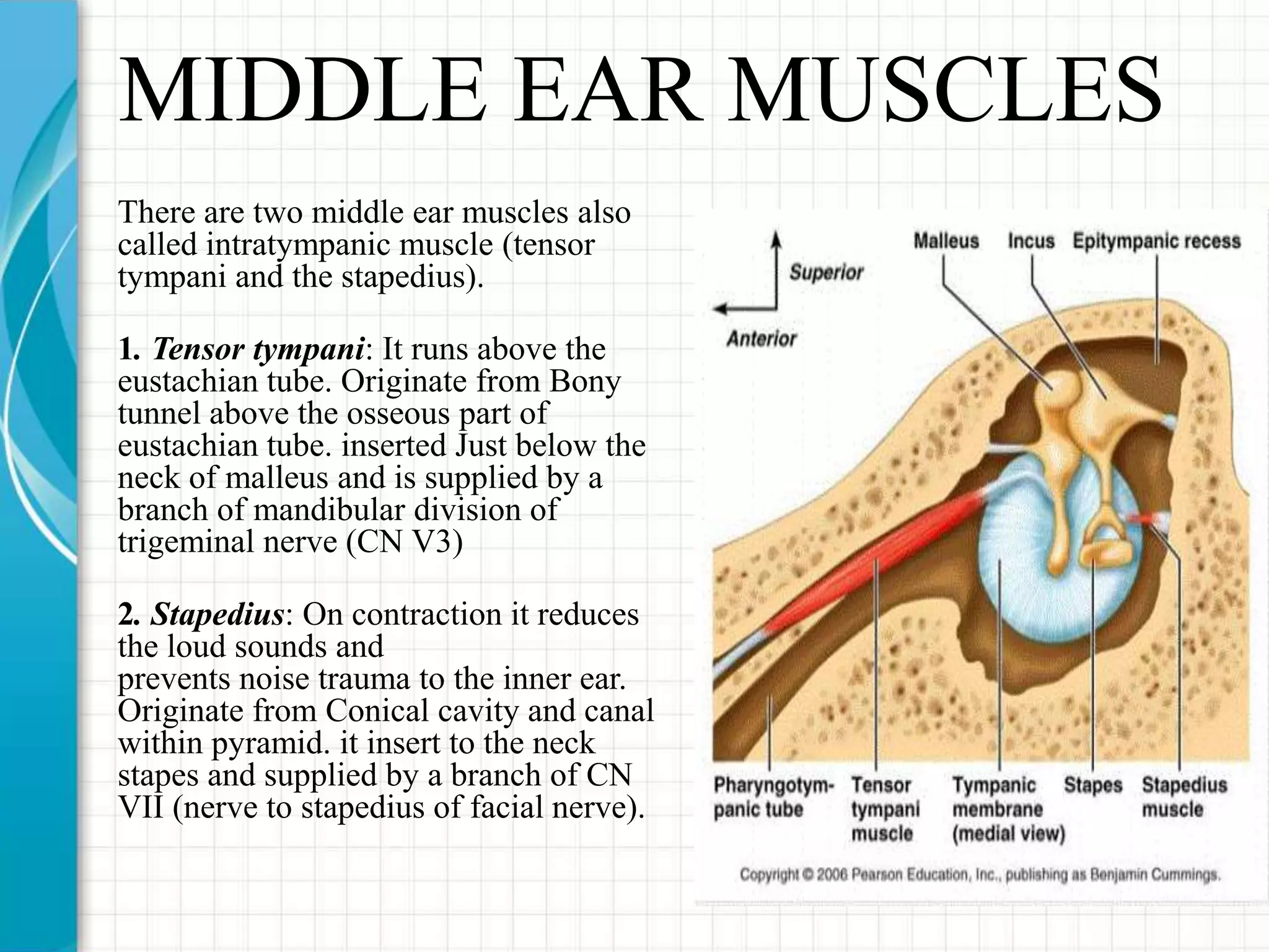 ear anatomy.pptx
