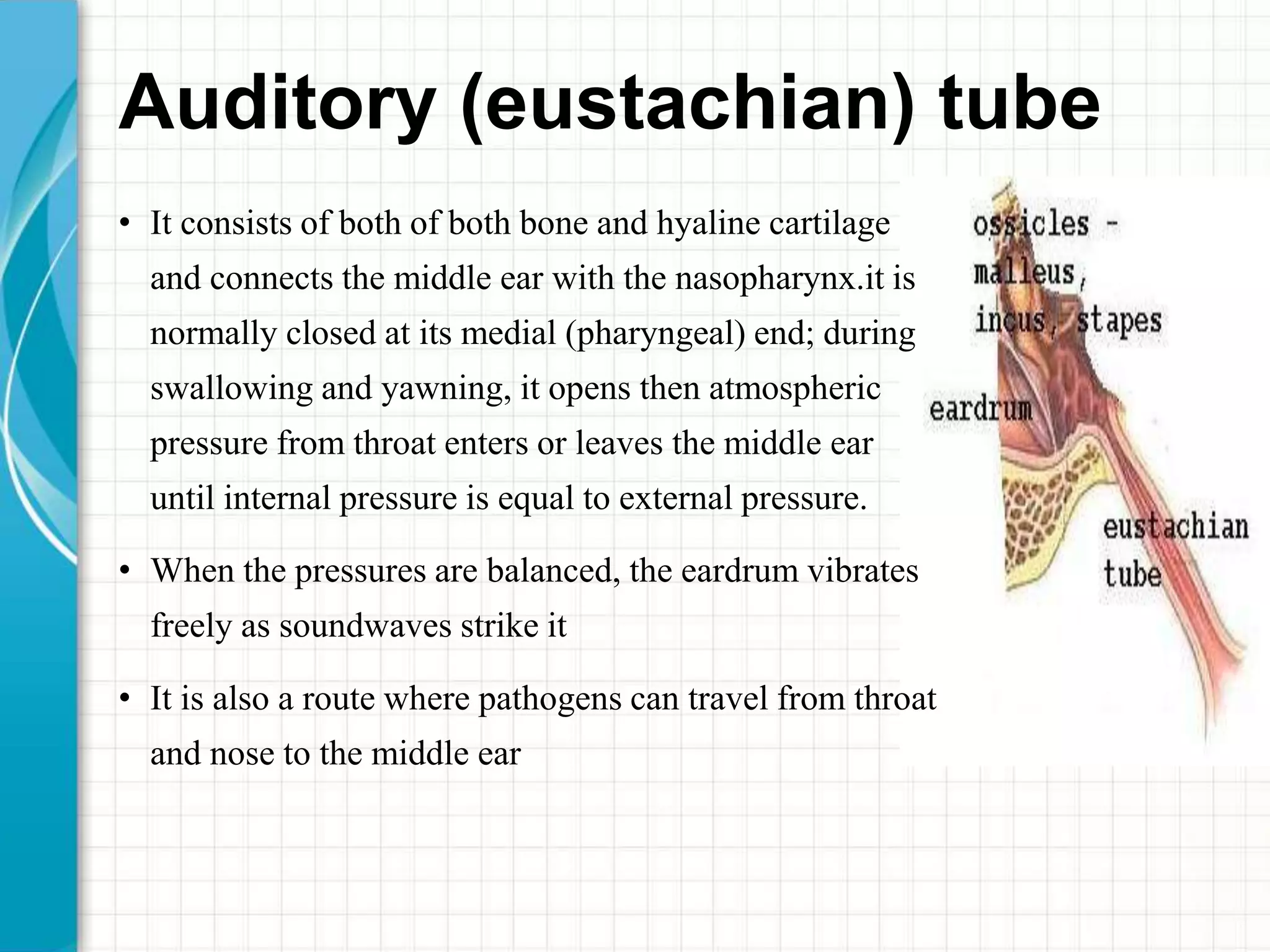 ear anatomy.pptx
