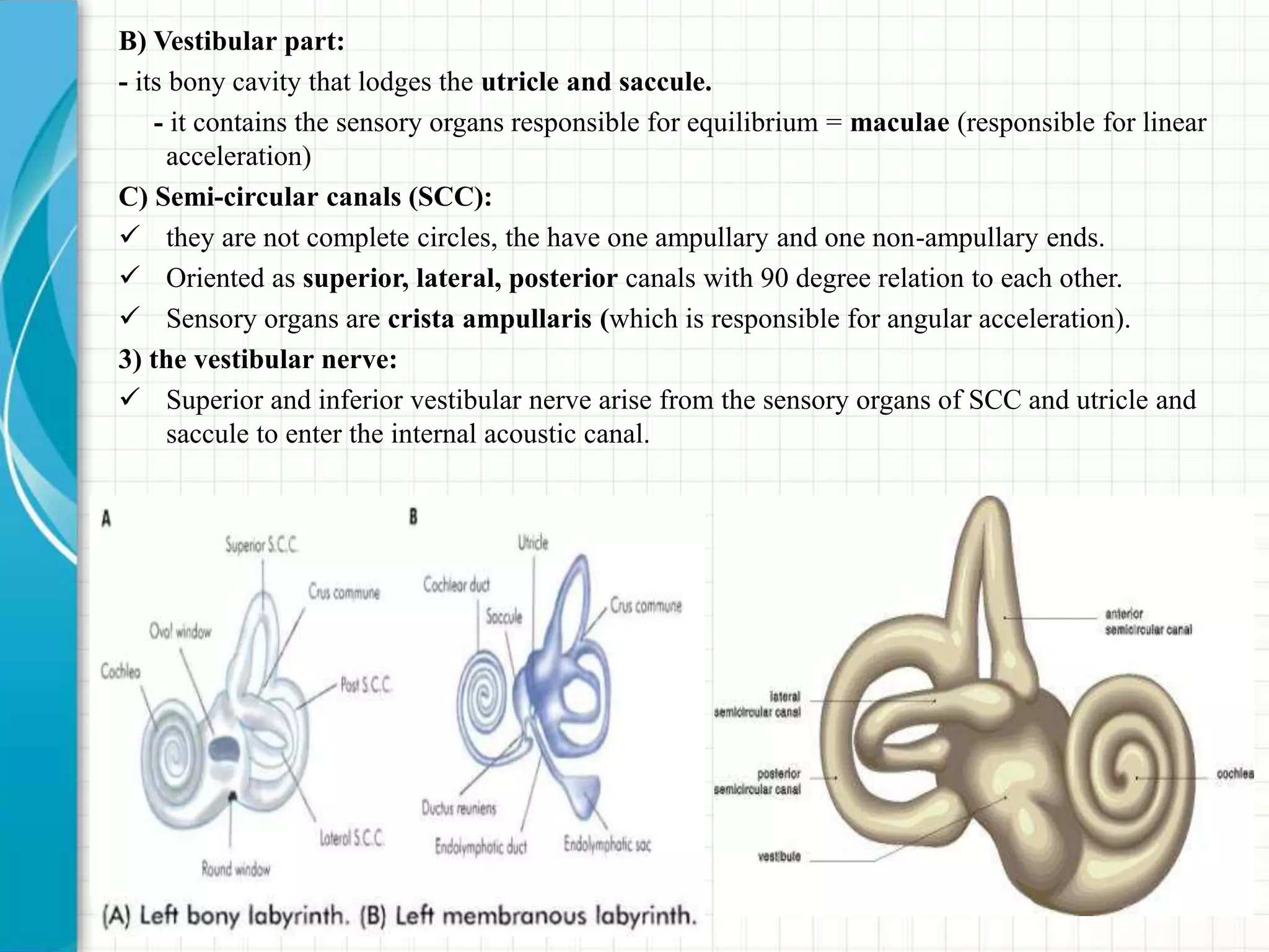 ear anatomy.pptx