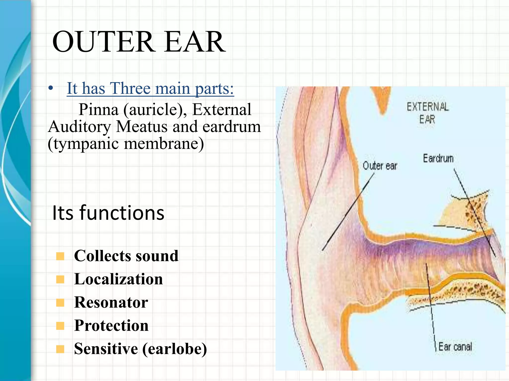 ear anatomy.pptx
