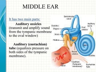 ear anatomy.pptx