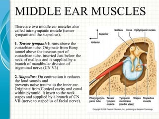 ear anatomy.pptx