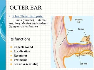 ear anatomy.pptx