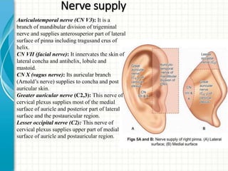 ear anatomy.pptx