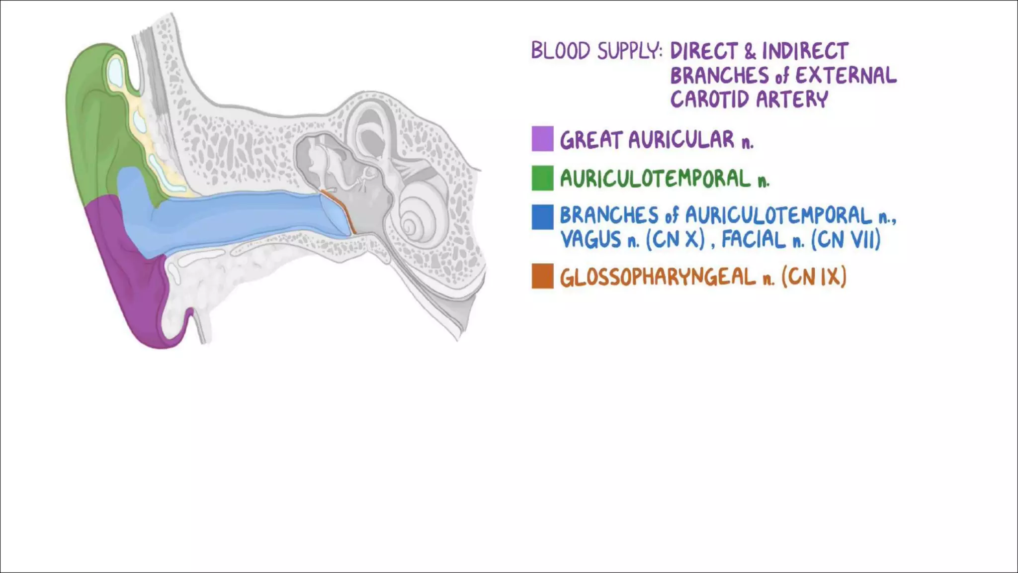 ear anatomy.pdf | Free Download