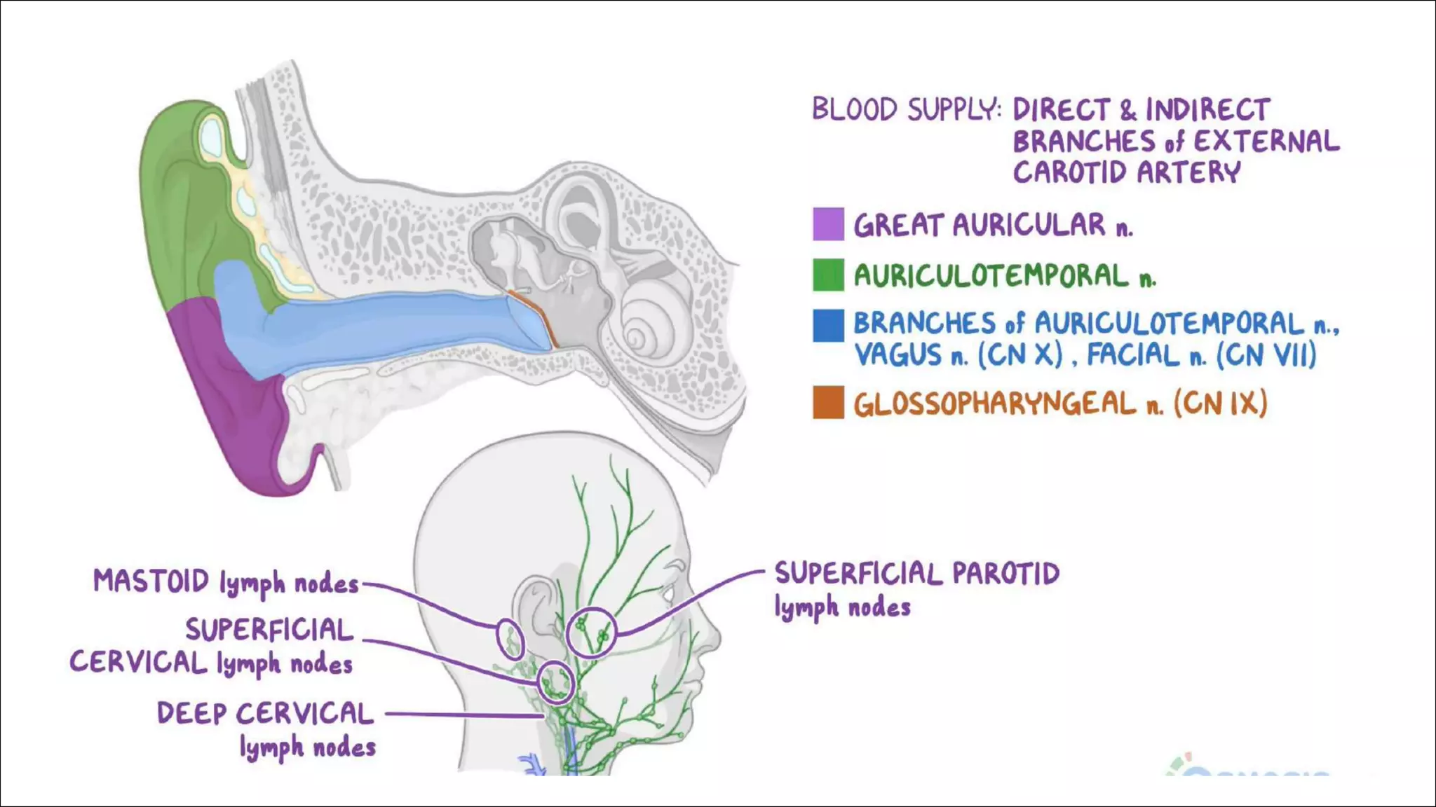 ear anatomy.pdf | Free Download