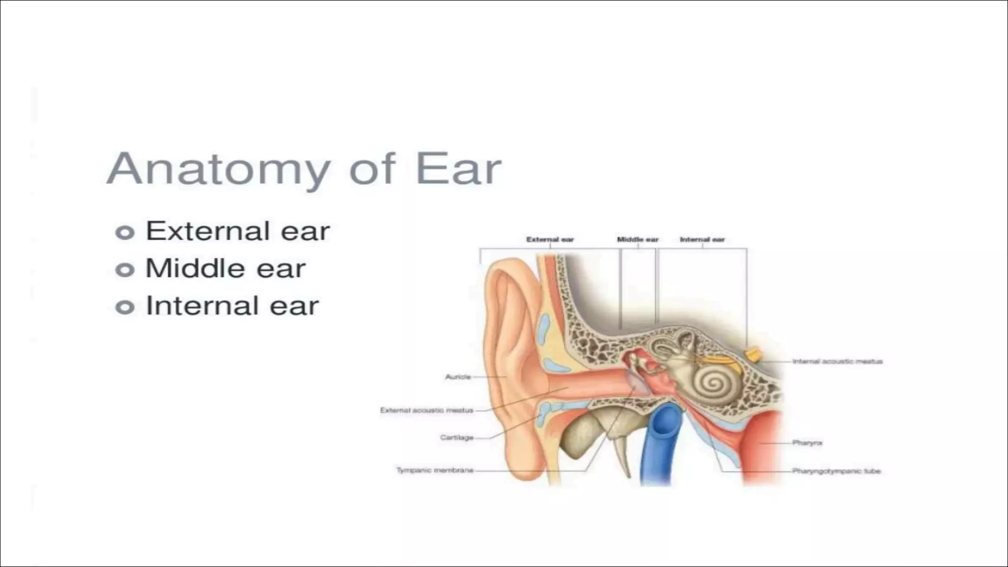 ear anatomy.pdf | Free Download