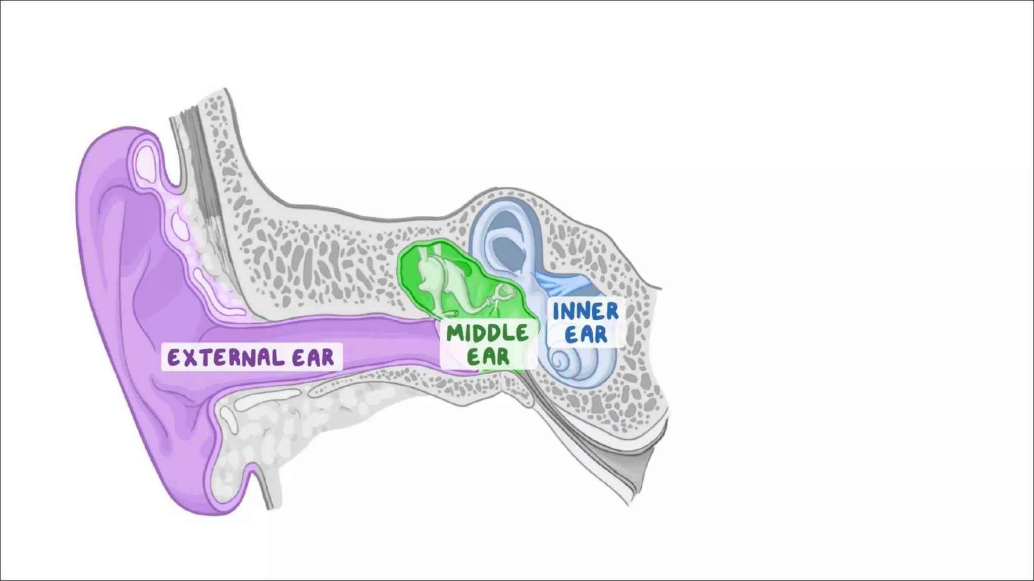 ear anatomy.pdf | Free Download