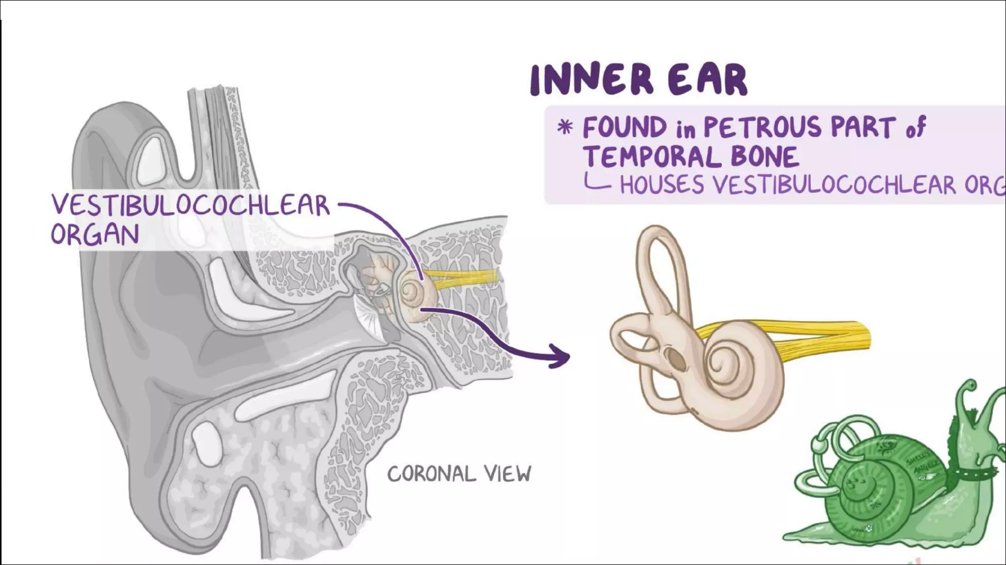 Ear Anatomy Pdf