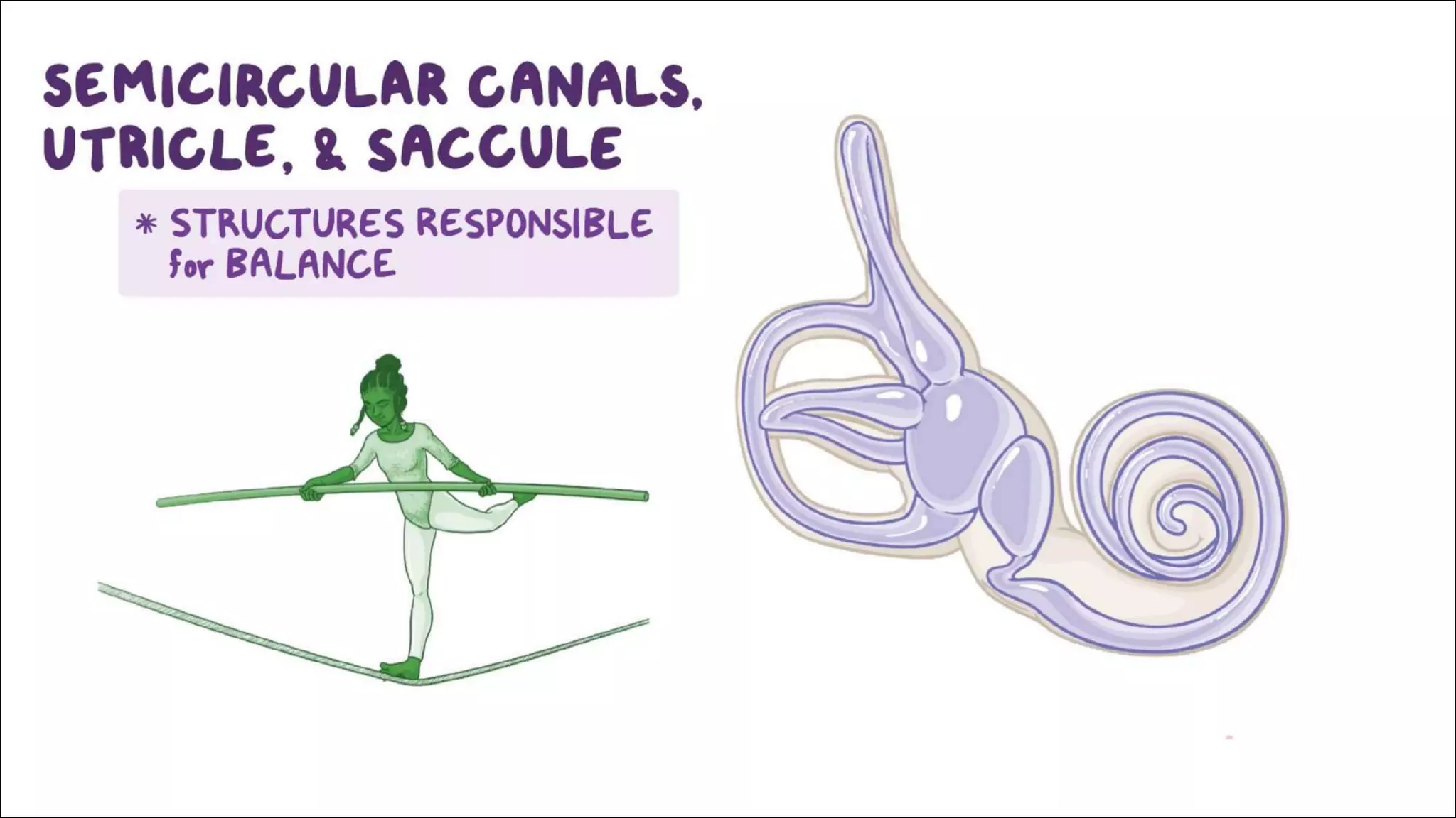 Ear Anatomy Pdf Free Download