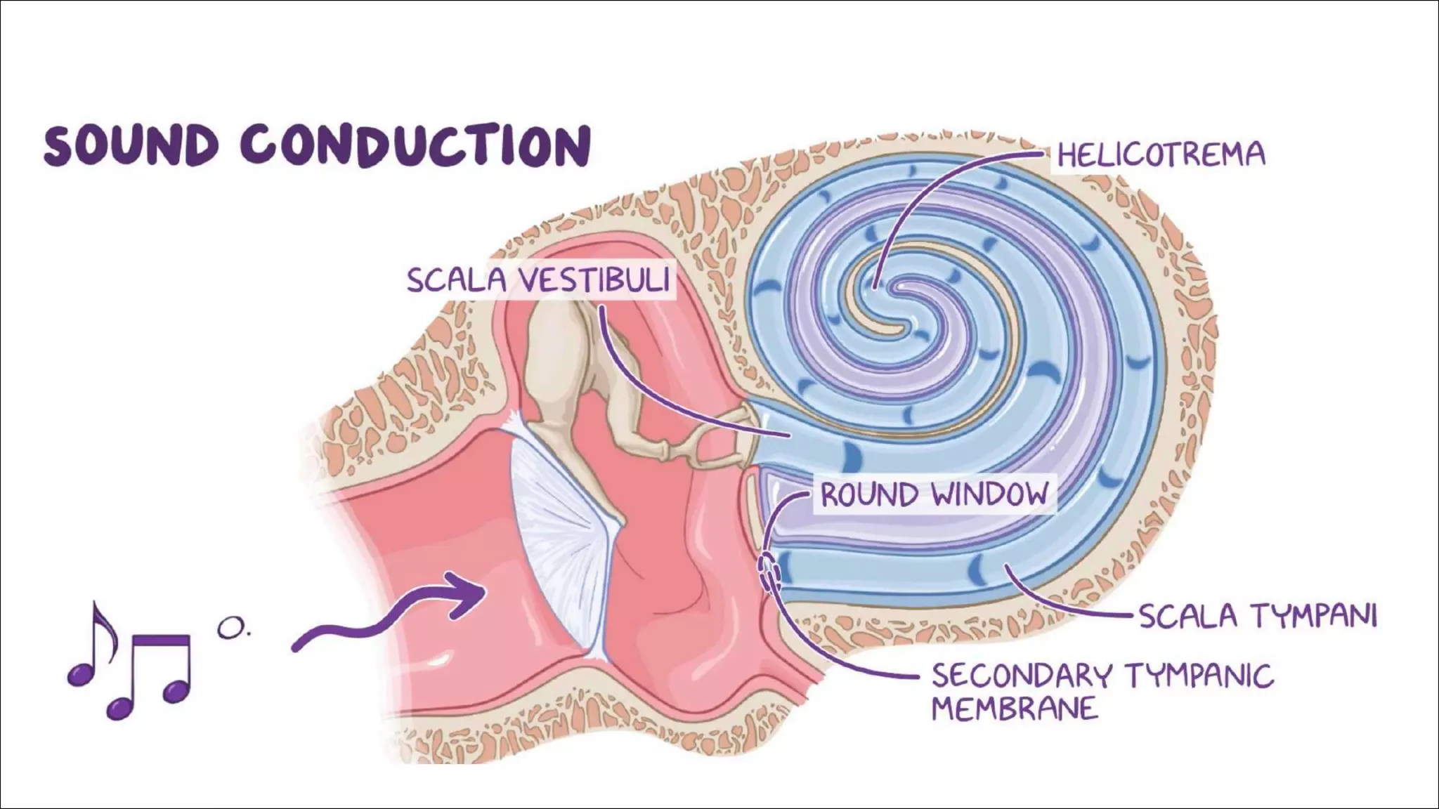 Ear Anatomy Pdf Free Download