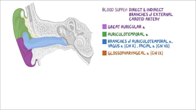 ear anatomy.pdf | Free Download