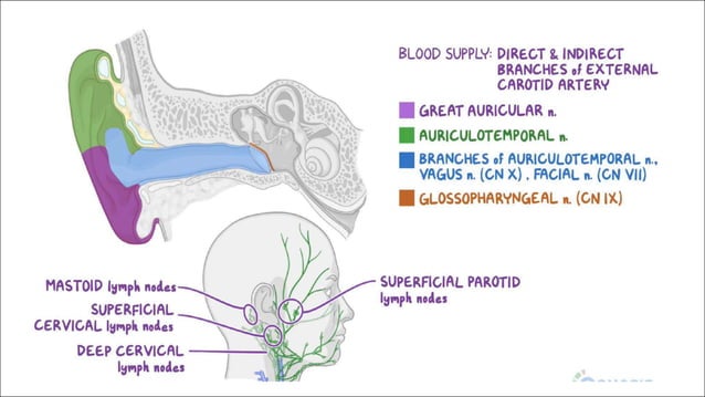 ear anatomy.pdf | Free Download