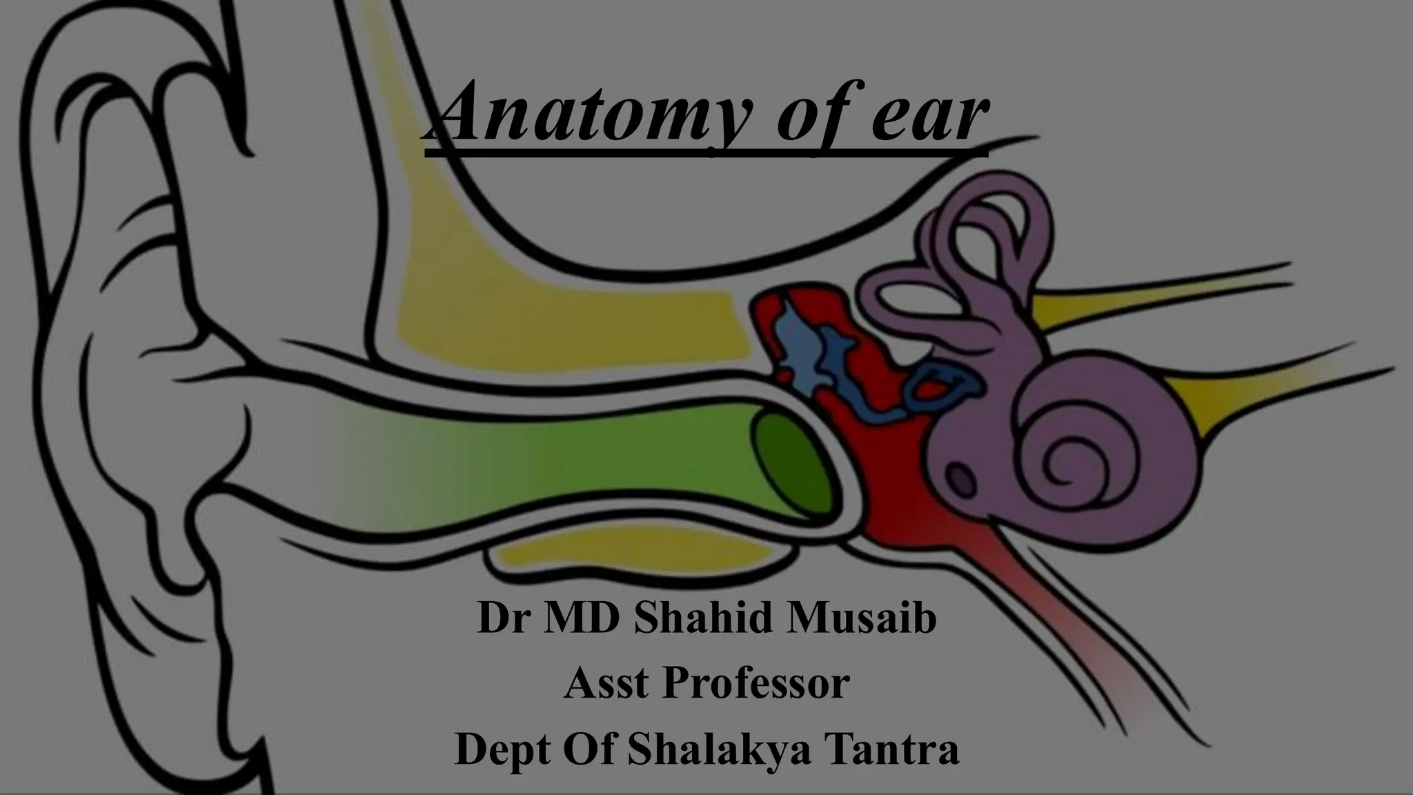 EAR ANATOMY.pdf 1st prof anatomy of human ear | PDF