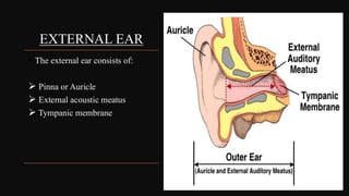 EAR ANATOMY.pdf 1st prof anatomy of human ear | PDF