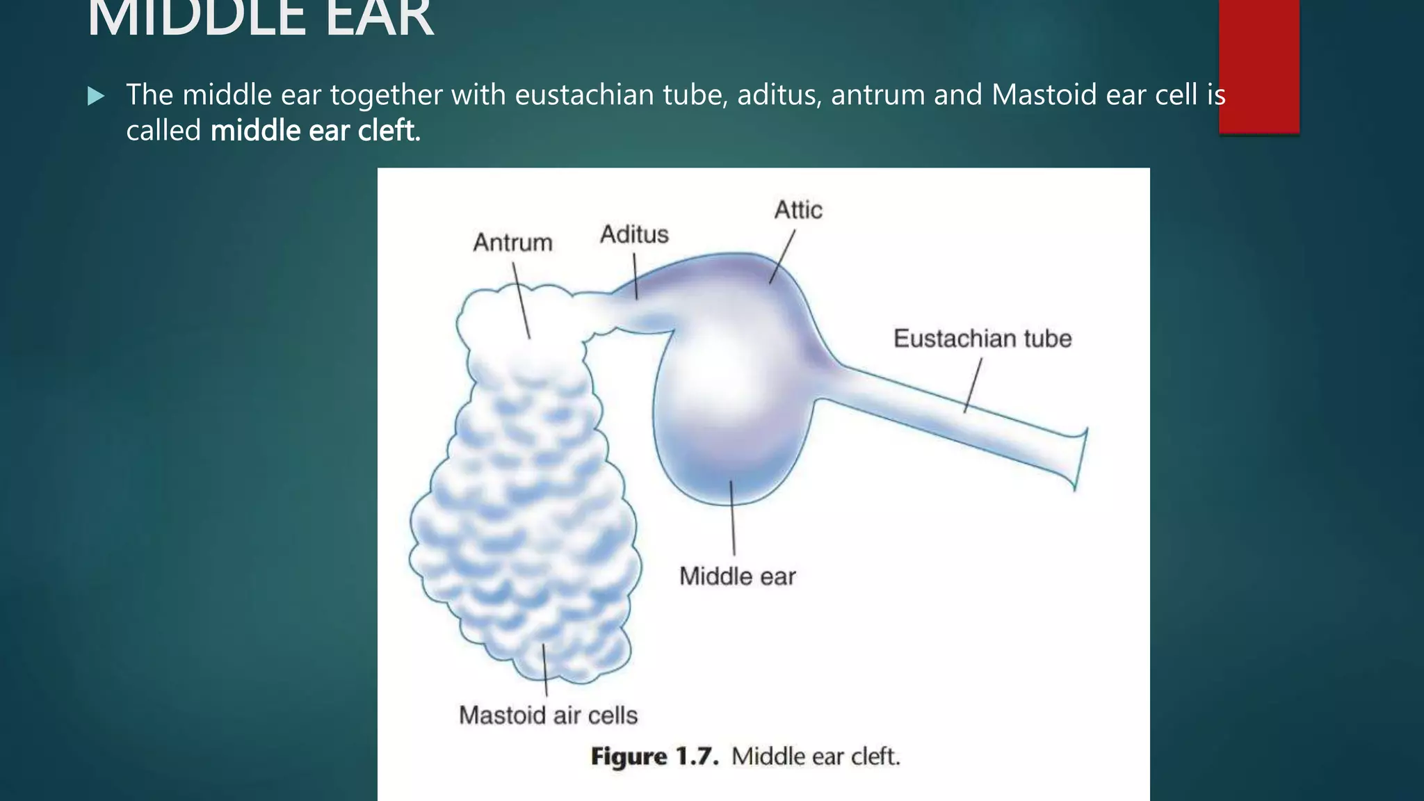 Ear anatomy (1)-1.pptx