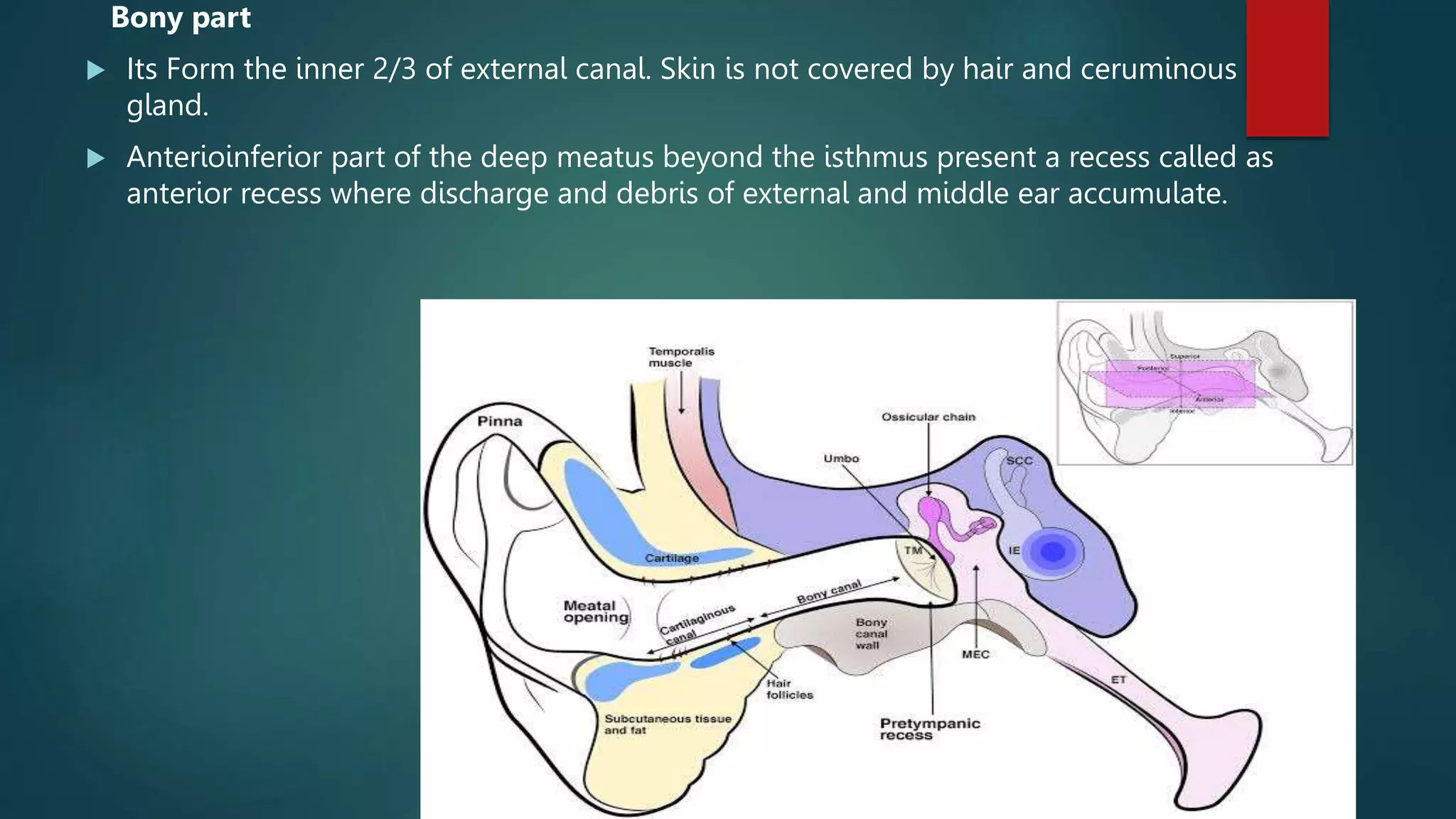 Ear anatomy (1)-1.pptx