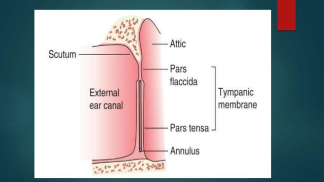 Ear anatomy (1)-1.pptx | Ear, Nose and Throat Conditions | Diseases and ...