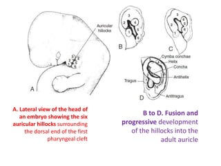 Ear Anatomy and Ebryology in plastic surgery.pptx