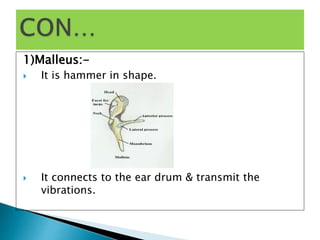 EAR ANATOMY AND PHYSIOLOGY.pptx put your ear down next to your soul and ...