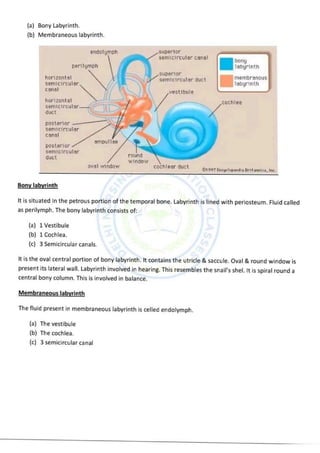 ear anatomy and physiology.pdf Jitendra bhargav SlideShare | PDF