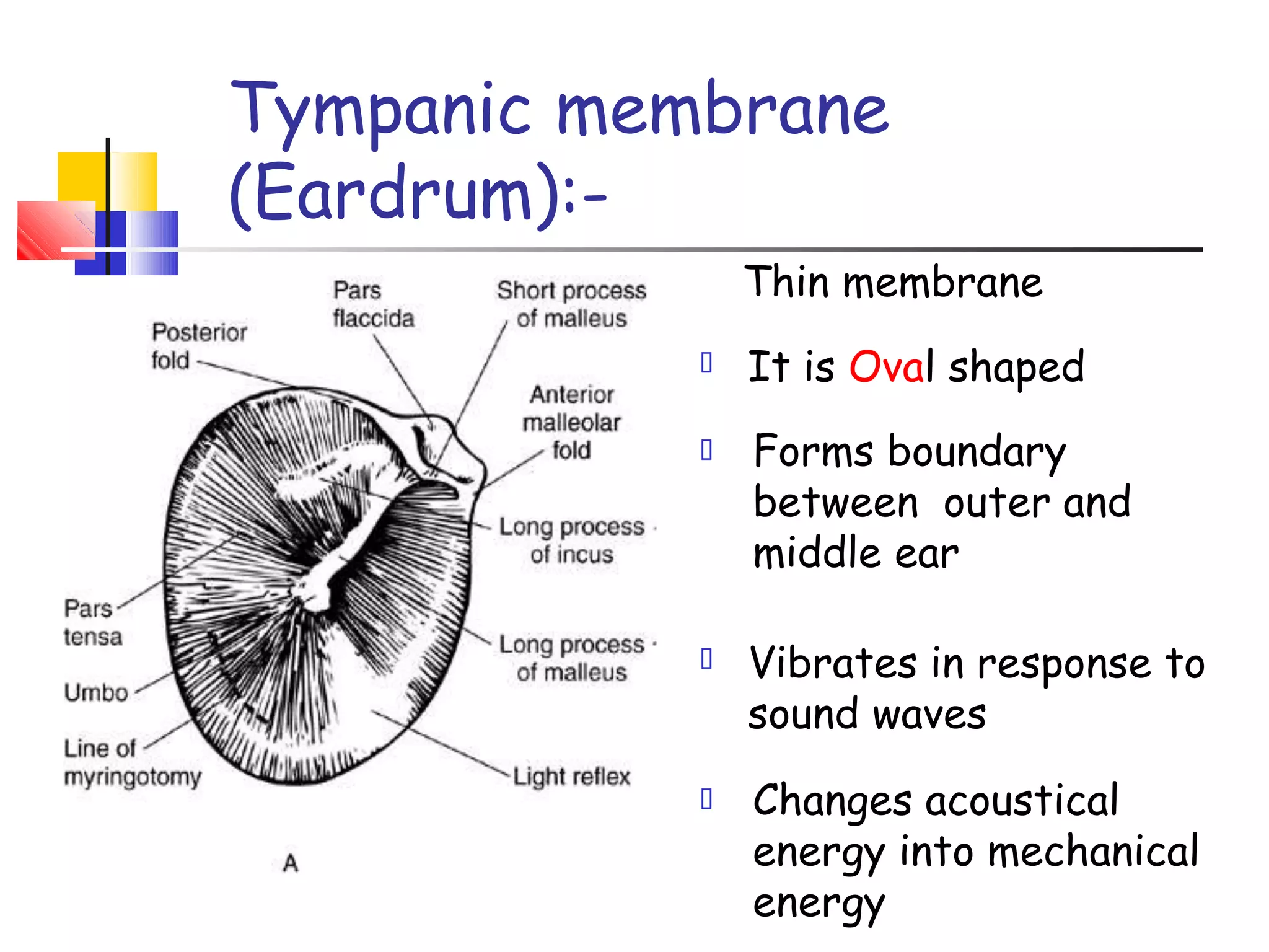 Ear Anatomy & Physiology | PPTX